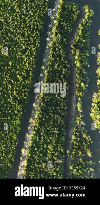 Drone shot of lush green vegetation and winding water canals in the ...