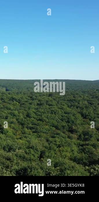 Wide aerial shot of dense green forest under clear blue sky in Cuncy ...