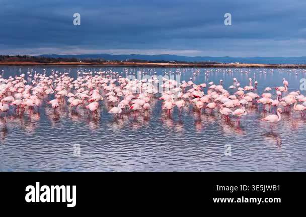 Large flamingo colony in water with mountain background. Thousands of ...