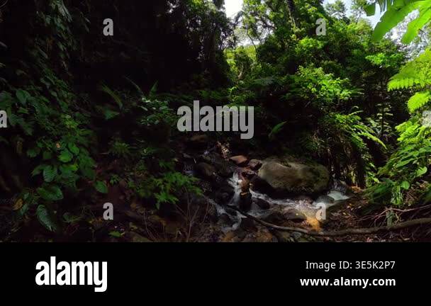 Small stream with rocks and flowing water surrounded by dense tropical ...