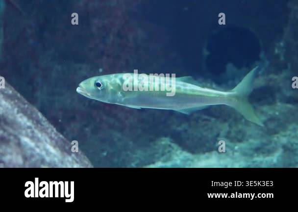 Fish swimming gracefully in clear water, showcasing its streamlined ...
