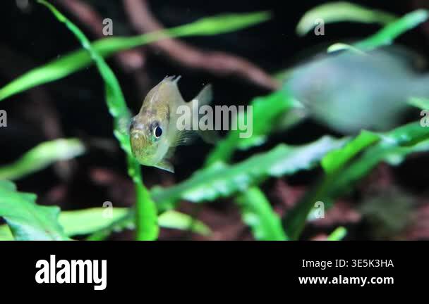 Small freshwater fish swimming through aquatic plants in a vibrant ...