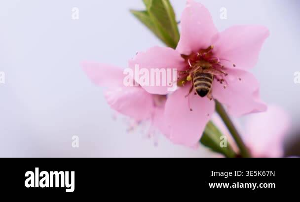 A bee is seen collecting pollen from a pink flower on a branch, with ...