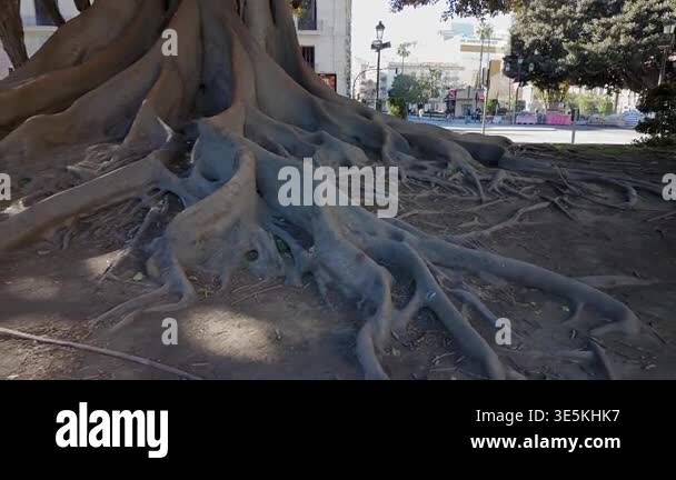 Huge roots of a giant ficus in the city of Valencia, Spain Stock Video ...