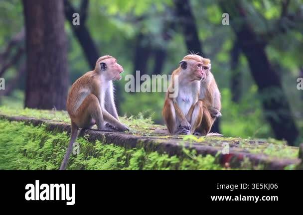 Family of Macaque Monkeys Relax in a Lush Green Forest Environment: A ...