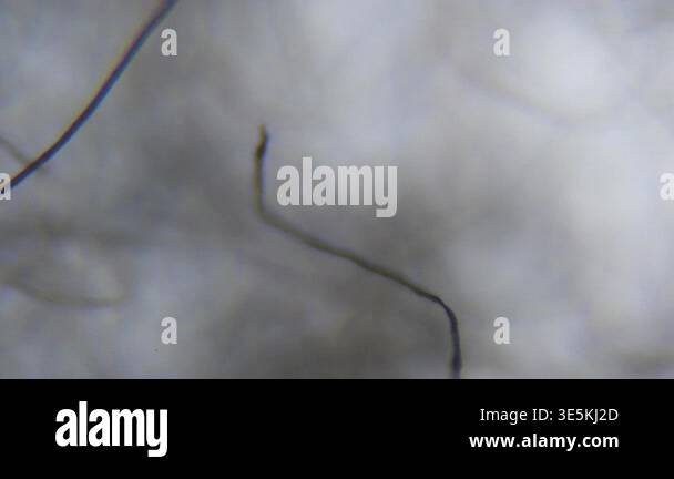 Focusing on lint threads through an optical microscope Stock Video ...