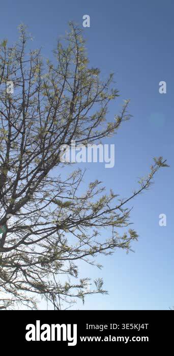 Branches of tree at sunset. 4K Vertical Stock Video Footage - Alamy