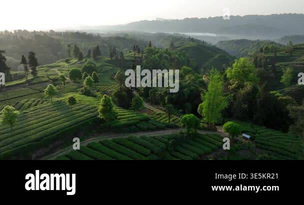 Aerial footage of tea farm terrace landscape in China Stock Video ...