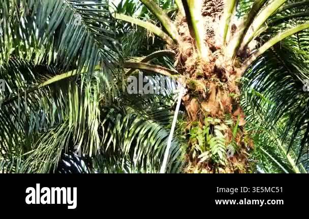Pruning Oil Palm Tree with Long Pole in Plantation Stock Video Footage ...