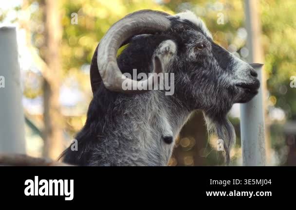 Close up portrait of a domestic goat with twisted curved horns on a ...