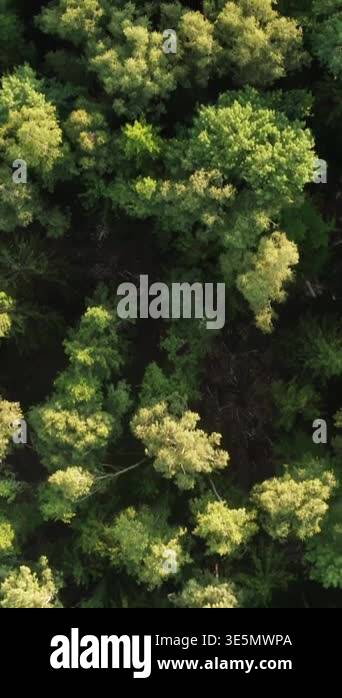 Top-down shot of dense green treetops. Vertical video Stock Video ...