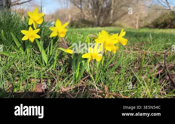 Narcissus flower in bloom. Spring beauty. Daffodil blossoms. Narcissus ...