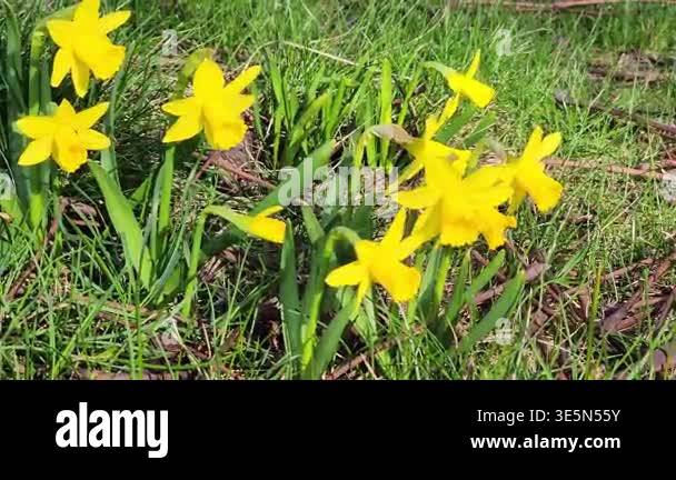 Narcissus flower in bloom. Spring beauty. Daffodil blossoms. Narcissus ...