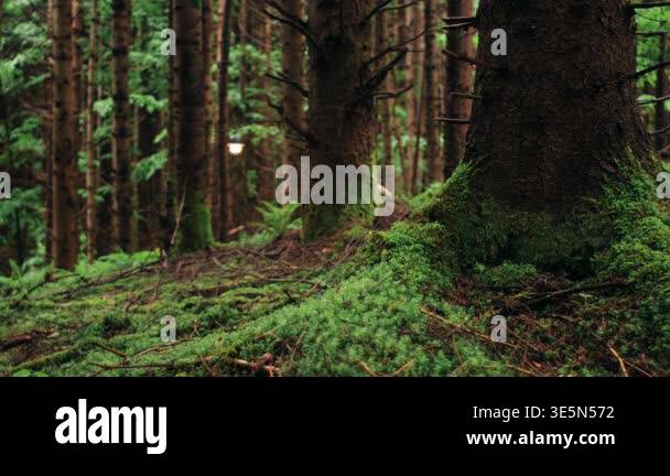Beautiful evergreen forest during calm rain at spring or summer time ...