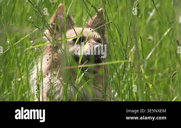 Portrait of a brown mixed-breed dog lying calmly in tall grass on a ...