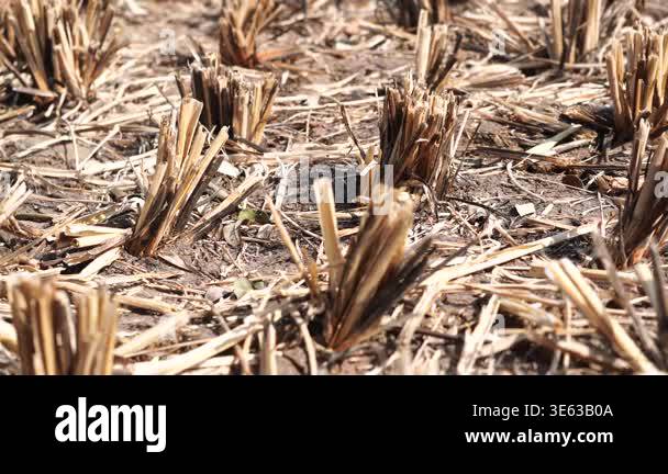 Agricultural field covered with dry rice stubble after harvest, showing ...