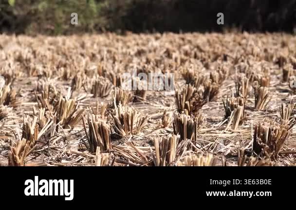 Agricultural field covered with dry rice stubble after harvest, showing ...