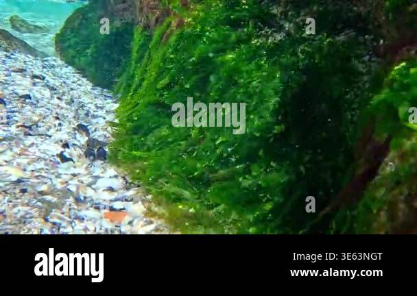 Algae near the shore in the Black Sea, green algae Enteromorpha and red ...