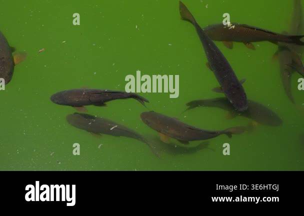 Fish swim gracefully through murky green water, creating a lively ...