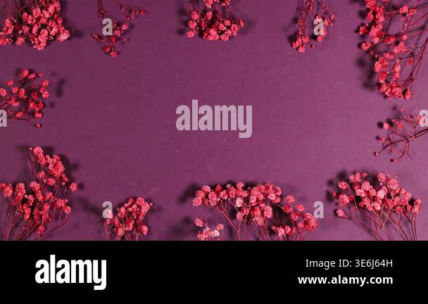 April 1 Calendar Date with pink gypsophila Flowers on Gray Background ...