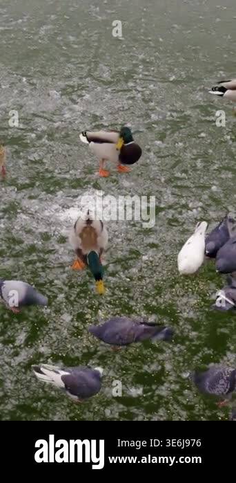 Ducks and pigeons engage in foraging behavior on a frozen lake, moving ...