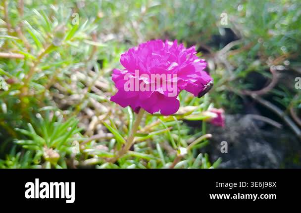 Macro close-up footage of a musca domestica foraging on a portulaca ...