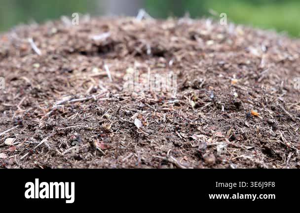 Many small hardworking fast insects - ants, which build a huge ...