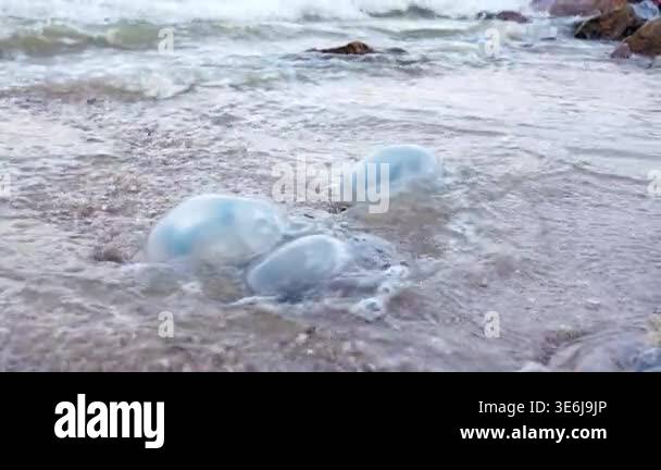 A large number of dead nasty jellyfish lie on the sandy shore strewn ...