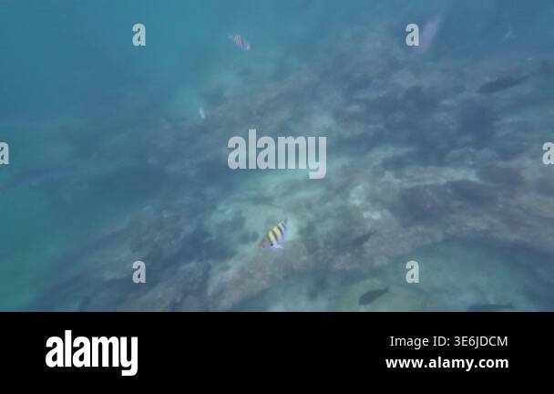 Underwater scene with striped tropical fish swimming over a rocky coral ...