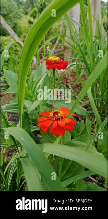 Close up of red zinnia bloom framed by grass blades moving in a gentle ...