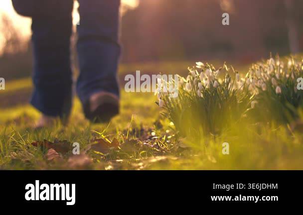 Jumping over snow drop flowers in Spring close up 4k shot slow motion ...