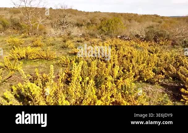 Camera slowly flying backwards over a rural landscape with blooming ...