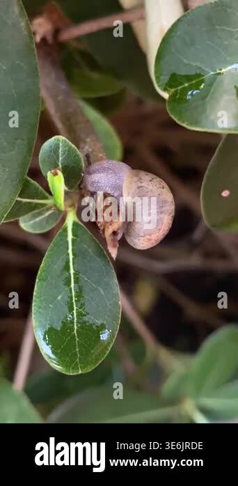 A detailed macro photograph of a small brown snail crawling on a waxy ...
