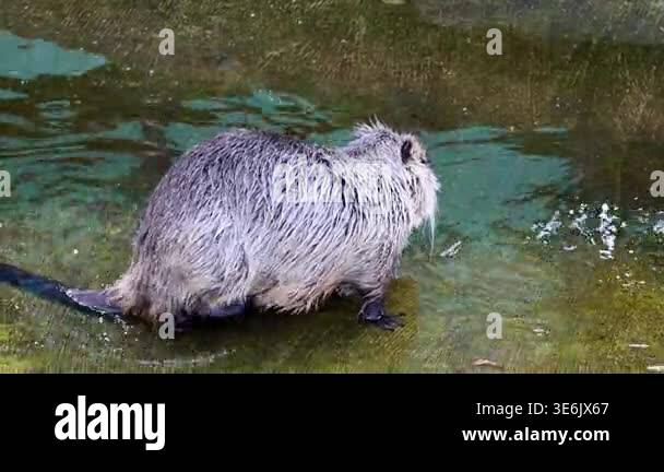 Nutria standing in shallow water, fur glistening as it turns its head ...