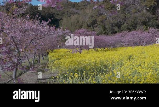 A field of canola flowers with Kawazu cherry blossom at Iwai weir in ...