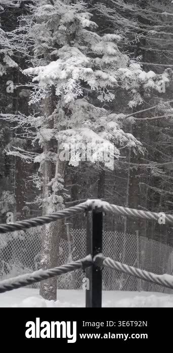 Snow covers trees in a forest while snow falls steadily Stock Video ...