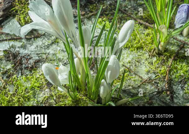 Melting snow macro time lapse and White crocus flowers in spring ...