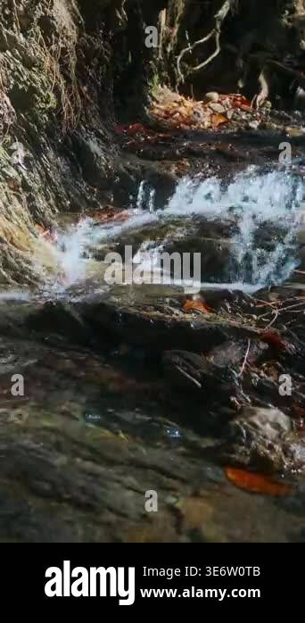 Stream Flowing Past Exposed Roots Czech Rep Riparian Scene With Leaf ...