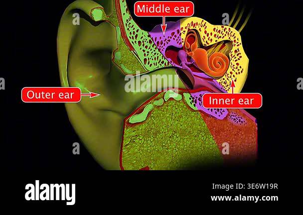3d animation of outer ear anatomy showing pinna, ear canal, and ...