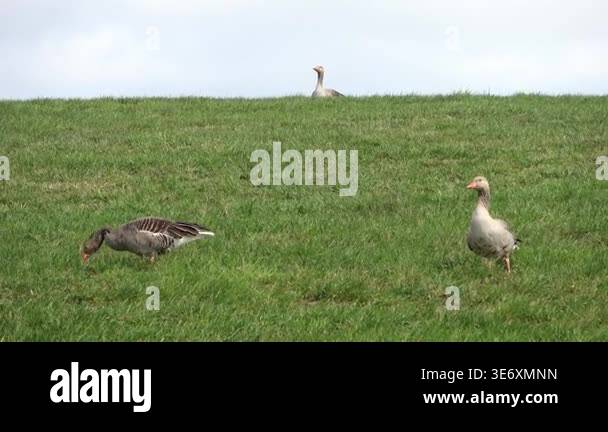 Wild greylag geese eating fresh grass on a green pasture with a cloudy ...