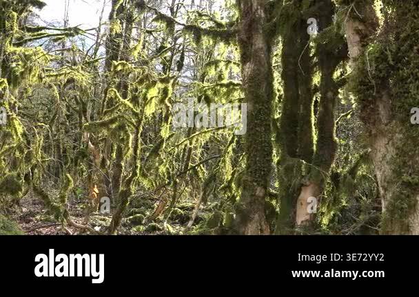 Creepy moss covered boxwood forest creates epic mysterious horror movie ...
