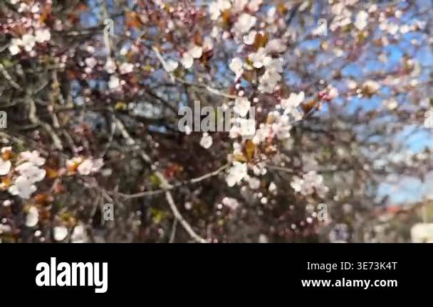A cinematic 4K video capturing delicate cherry blossoms in full bloom ...