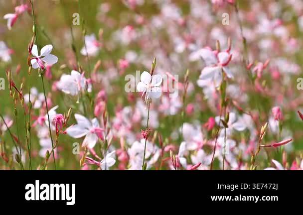 Pink wildflowers swaying in meadow field during daytime. Beautiful ...