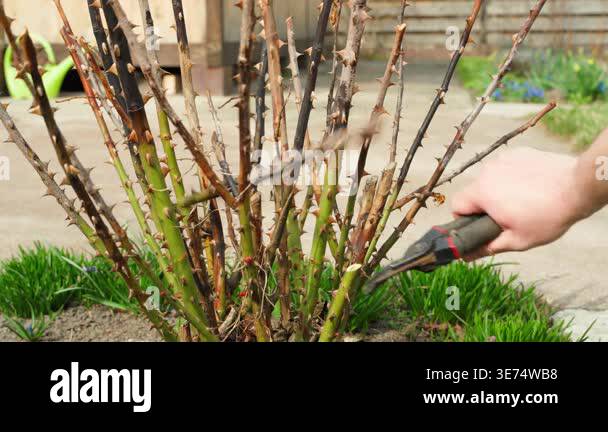 Hand pruning frost-damaged rose branches with secateurs spring flower ...