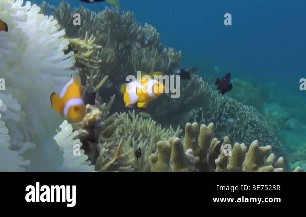 Radiant orange and white Anemonefish gracefully swim amongst the ...