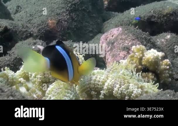 An Orange clownfish gracefully weaves through the delicate tentacles of ...