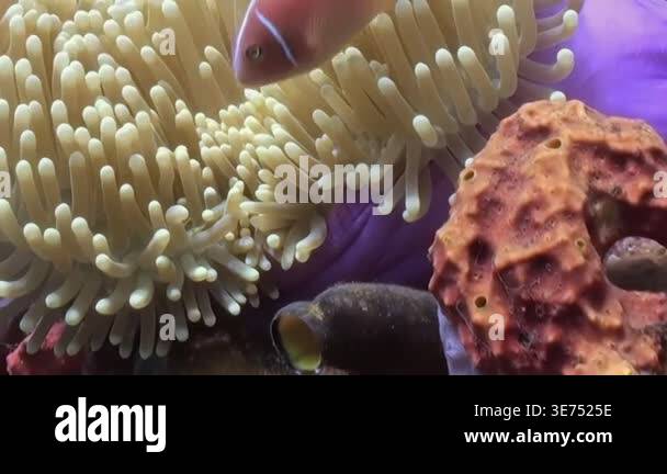 Observe a family of pink skunk clownfish swimming with grace and ...