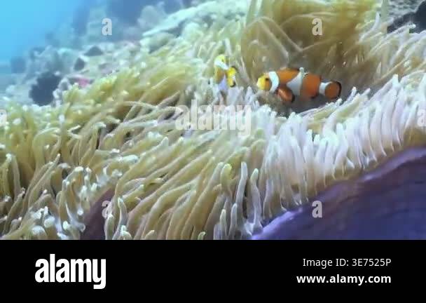 In the vibrant coral, a Nemo Clownfish playfully swims around a swaying ...
