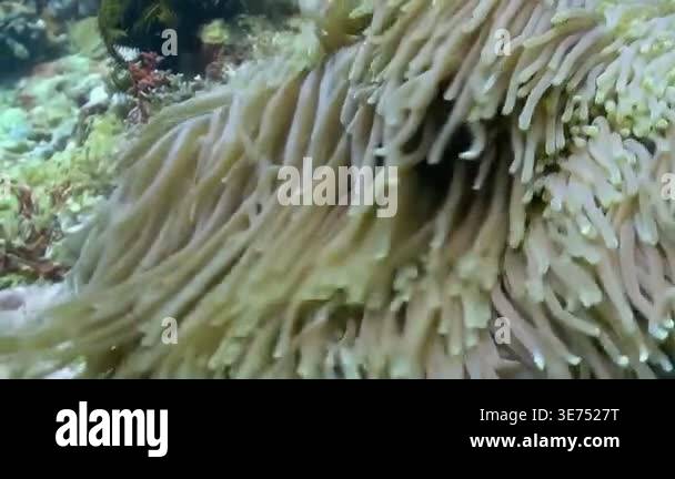 A vibrant orange clownfish lovingly dances within the swaying tentacles ...