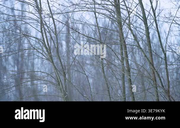 Falling real calm snow in river, forest landscape. Winter, cold weather ...